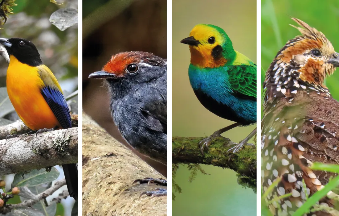 Documentar y clasificar las aves en Colombia: un ejercicio para su protección y conservación en ...